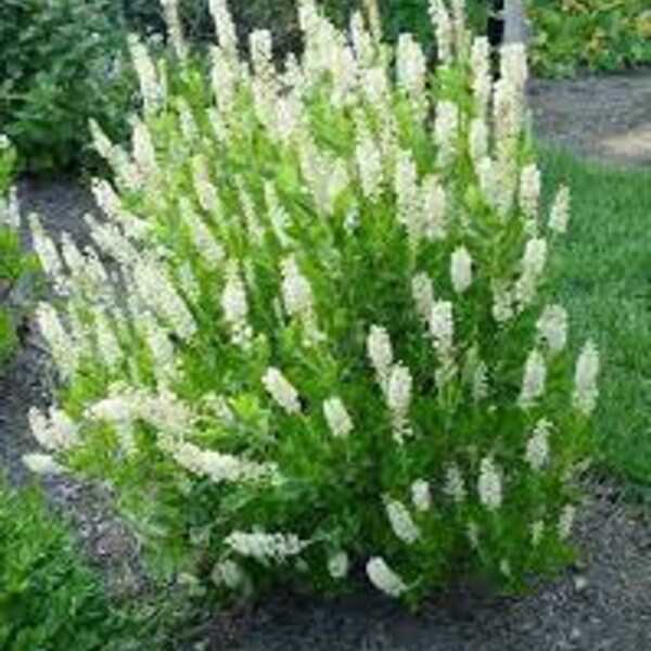 WoodenFishFarms (Ships from: the US) - Etsy