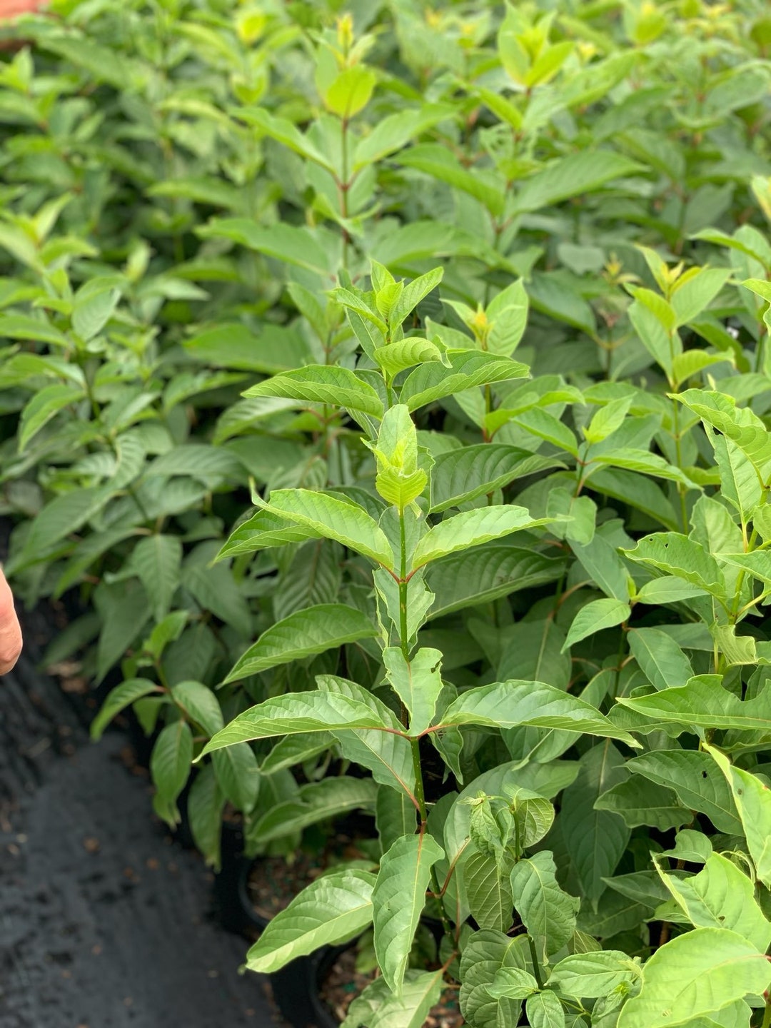 Buttonbush (cephalanthus Occidentalis), 2-3' Tall, Native Shrub ...
