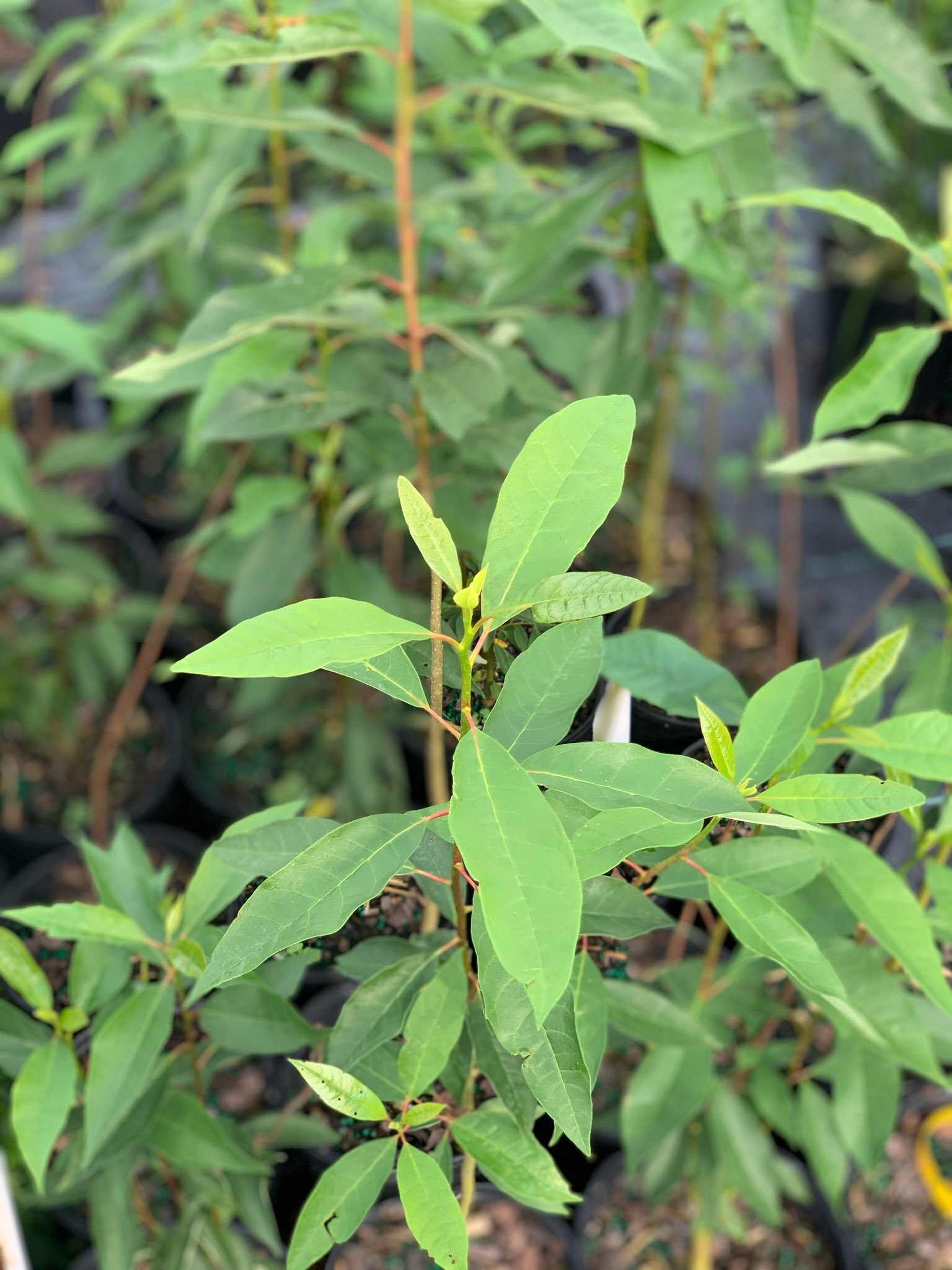 Water Tupelo nyssa Aquatica 2-3' Tall Native Tree - Etsy UK