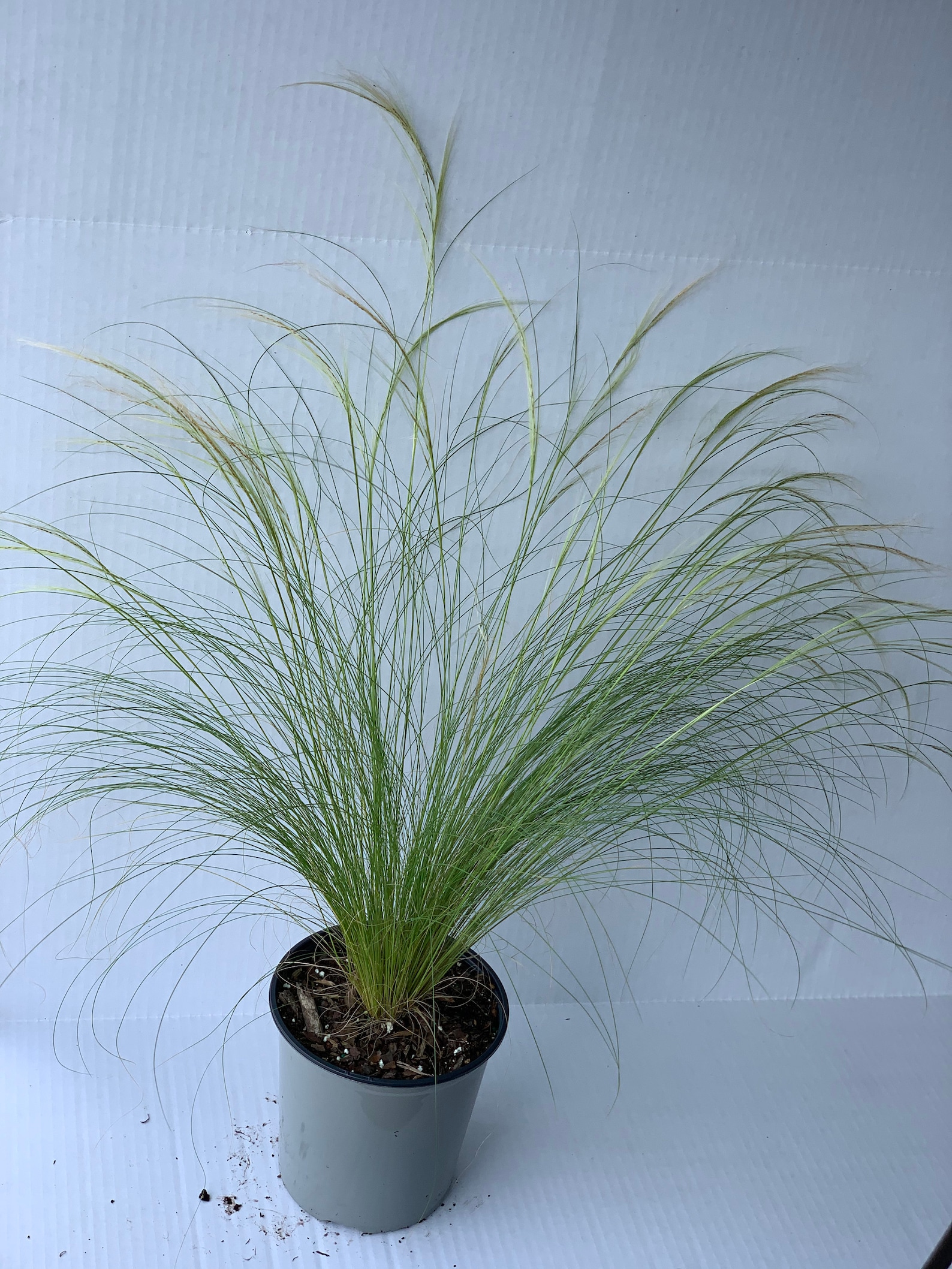 Mexican Feather Grass Nassella Tenuissima Ponytails Grass - Etsy