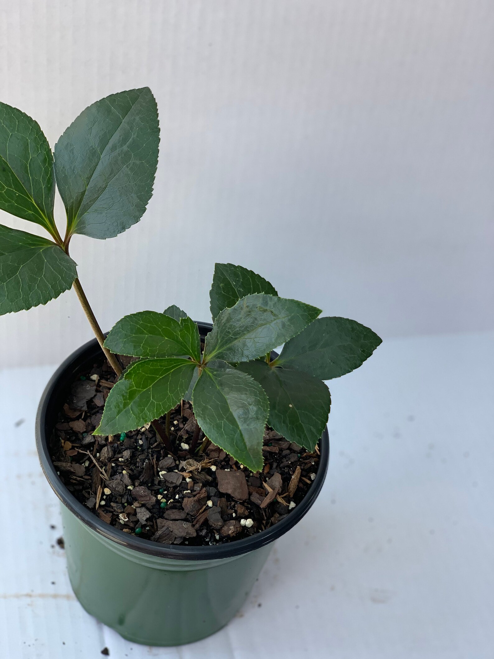 Helleborus Ice 'N Roses Dark Picotee Bicoloured Flowers - Etsy