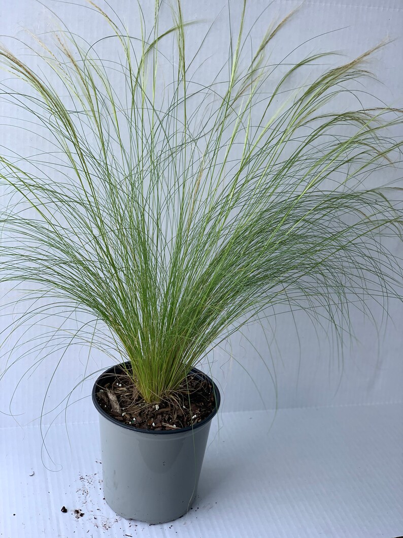 Mexican Feather Grass Nassella Tenuissima Ponytails Grass - Etsy