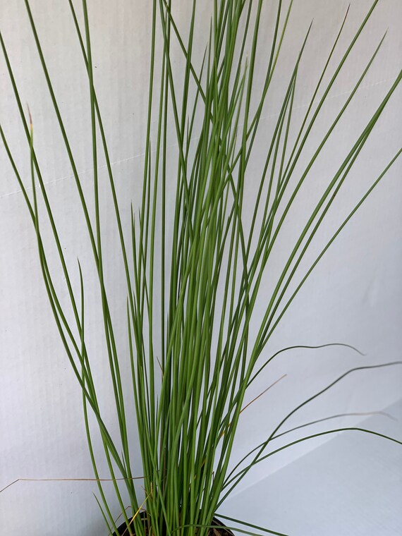 Juncus Effusus