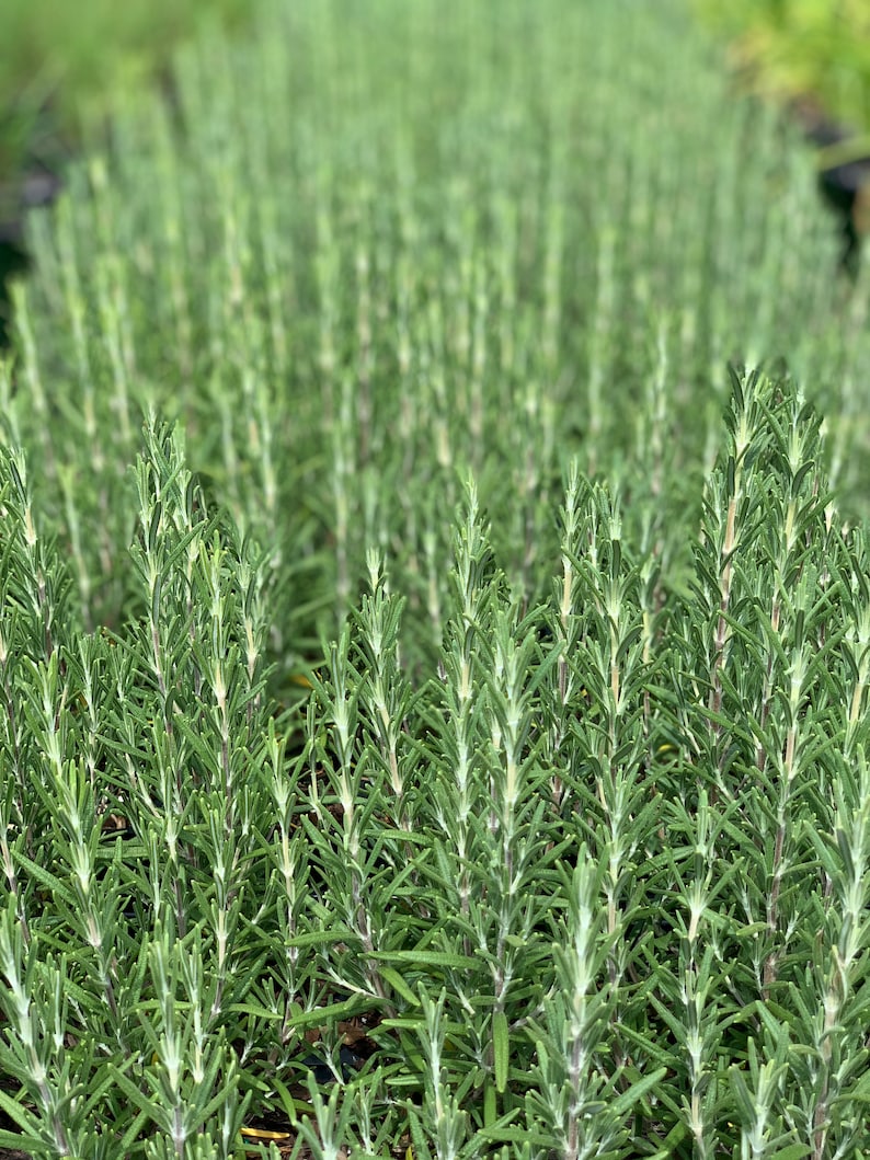 Rosemary Arp Rosemary Trade One Gallon or 4 Inch Pot Herbs - Etsy