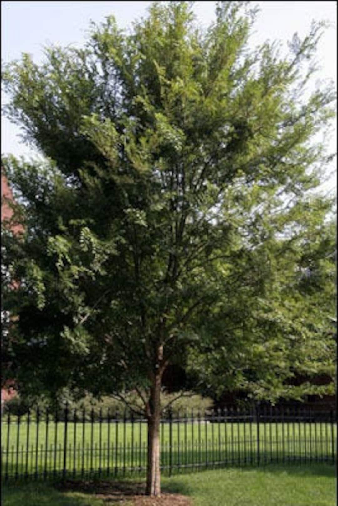 Chinese Elm Tree, 2-3' Tall, Very Nice Branching, Tiny Leaves, Lacebark ...
