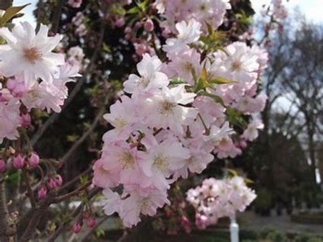 WoodenFishFarms - Etsy