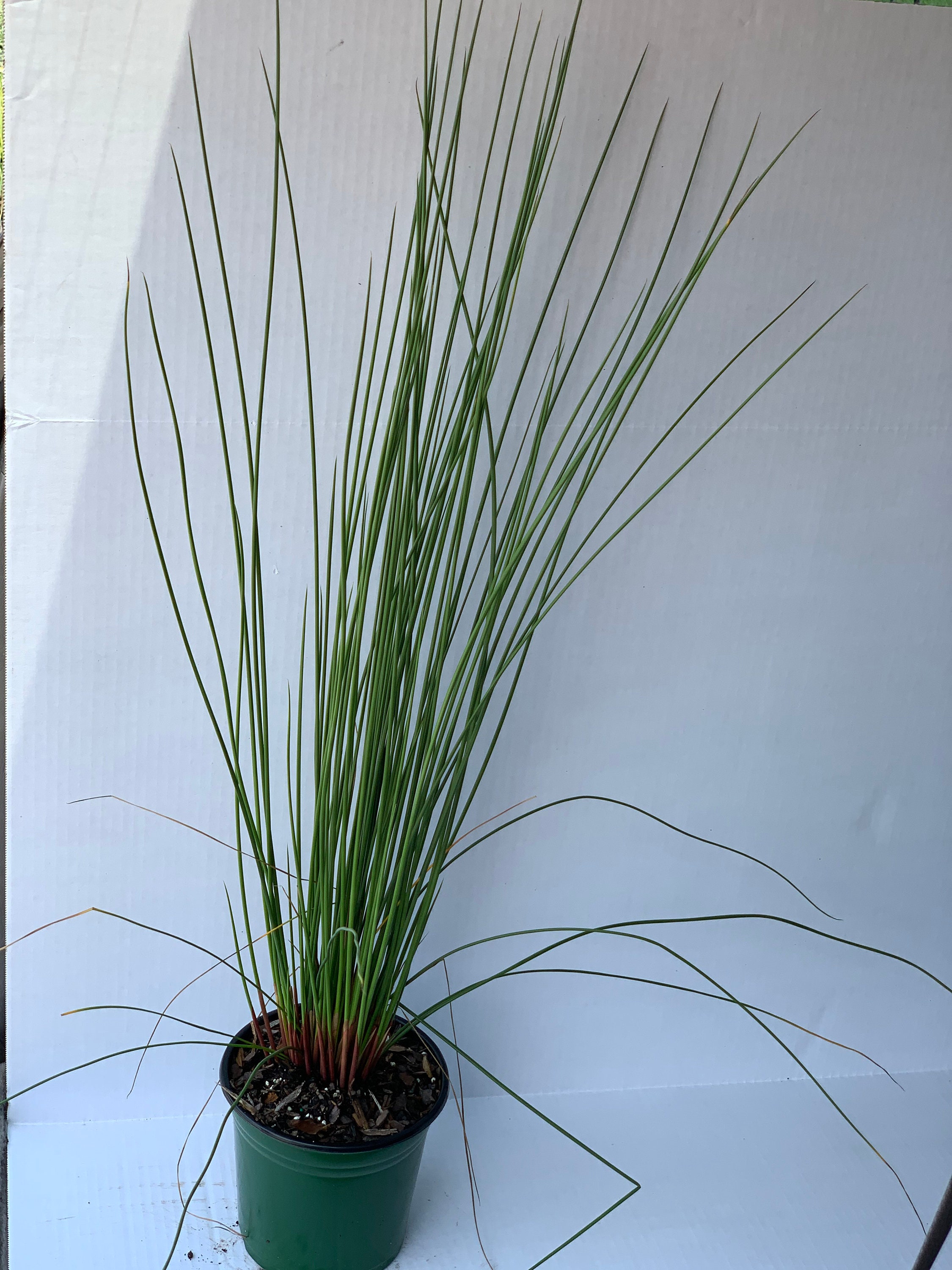 Juncus Effusus