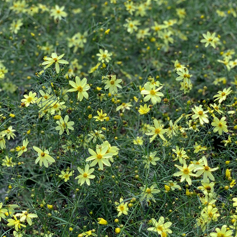 WoodenFishFarms - Etsy