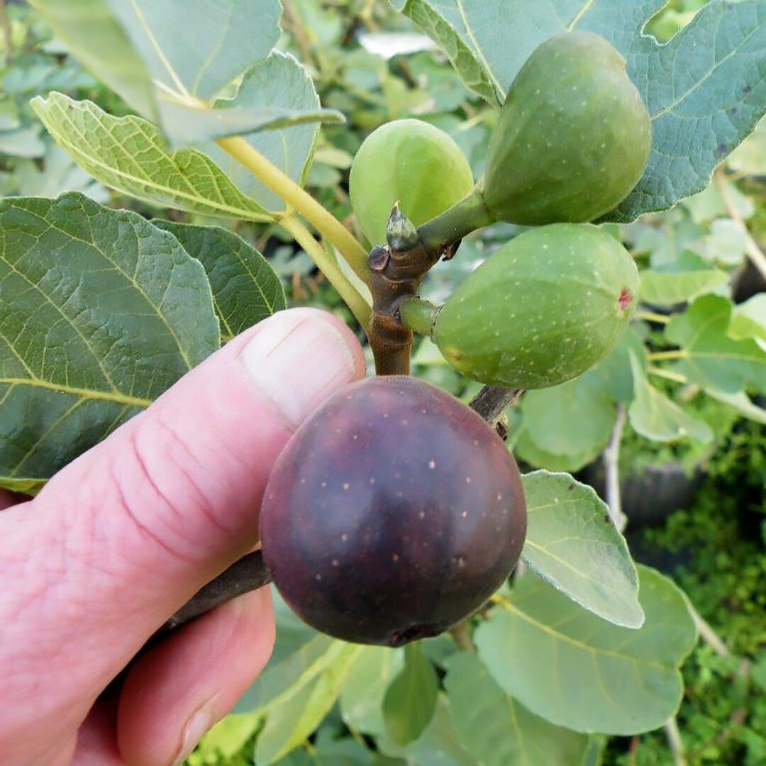 Fig Tree, Chicago Hardy Fig, 1-2' Tall, Cold Hardy Fig Tree, Ready to ...