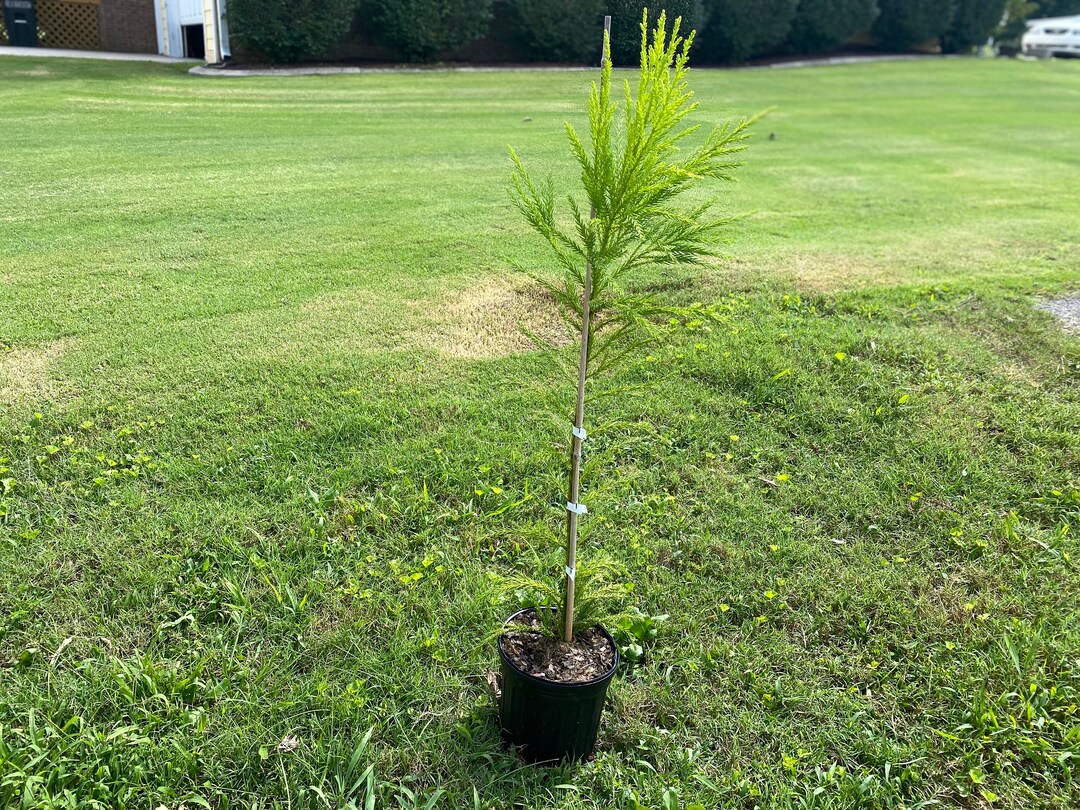 Yoshino Cryptomeria japanese Cedar Pyramidal Evergreen - Etsy