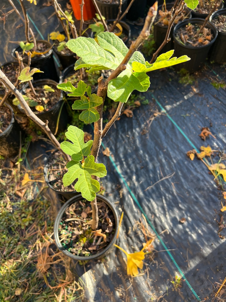 Fig Tree Chicago Hardy Fig 1-2' Tall Cold Hardy Fig - Etsy
