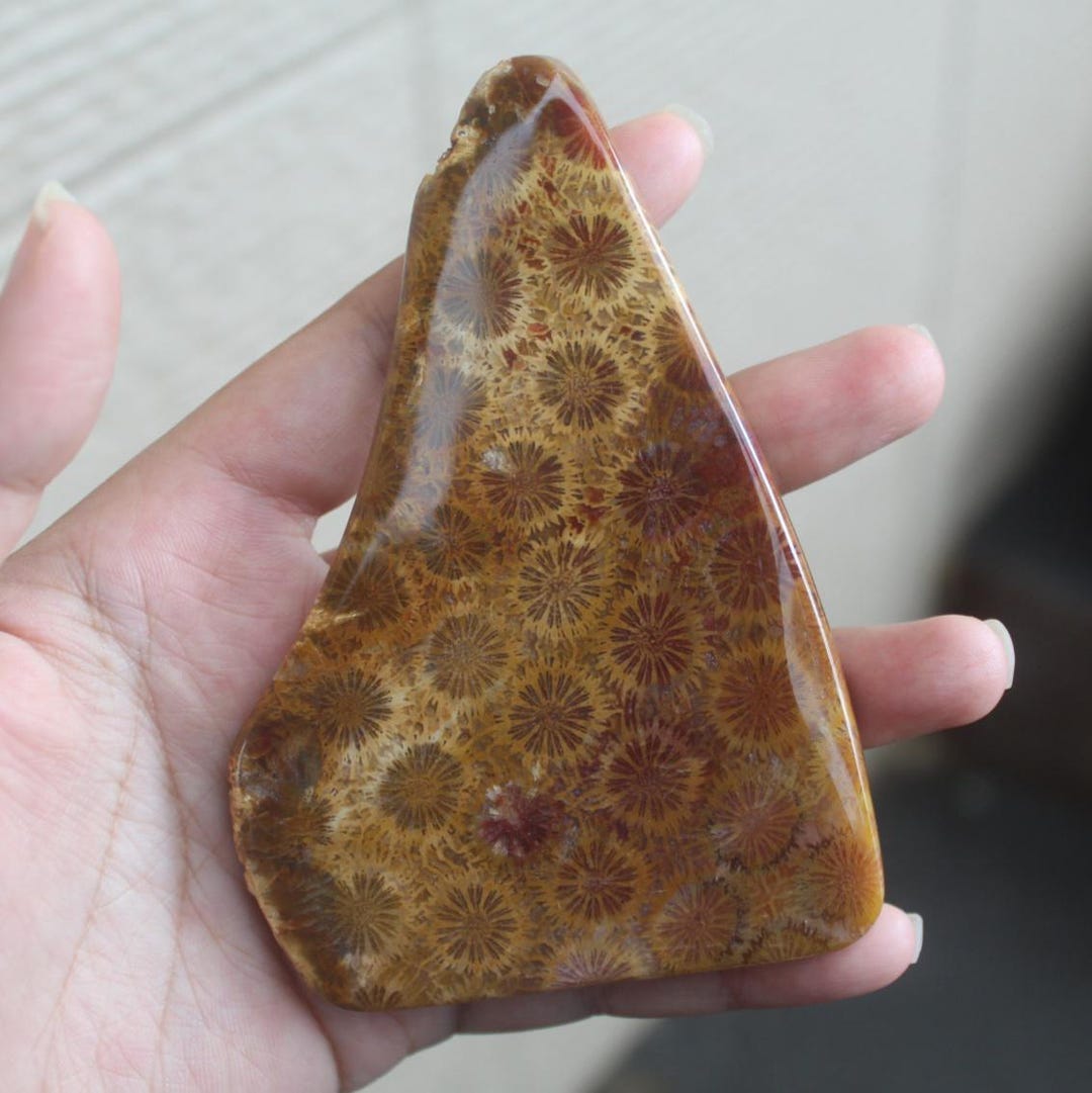 Fossil Coral Slab - Etsy