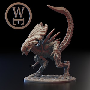 Xenos - 6-10-15mm - Wakelessrex - Etsy