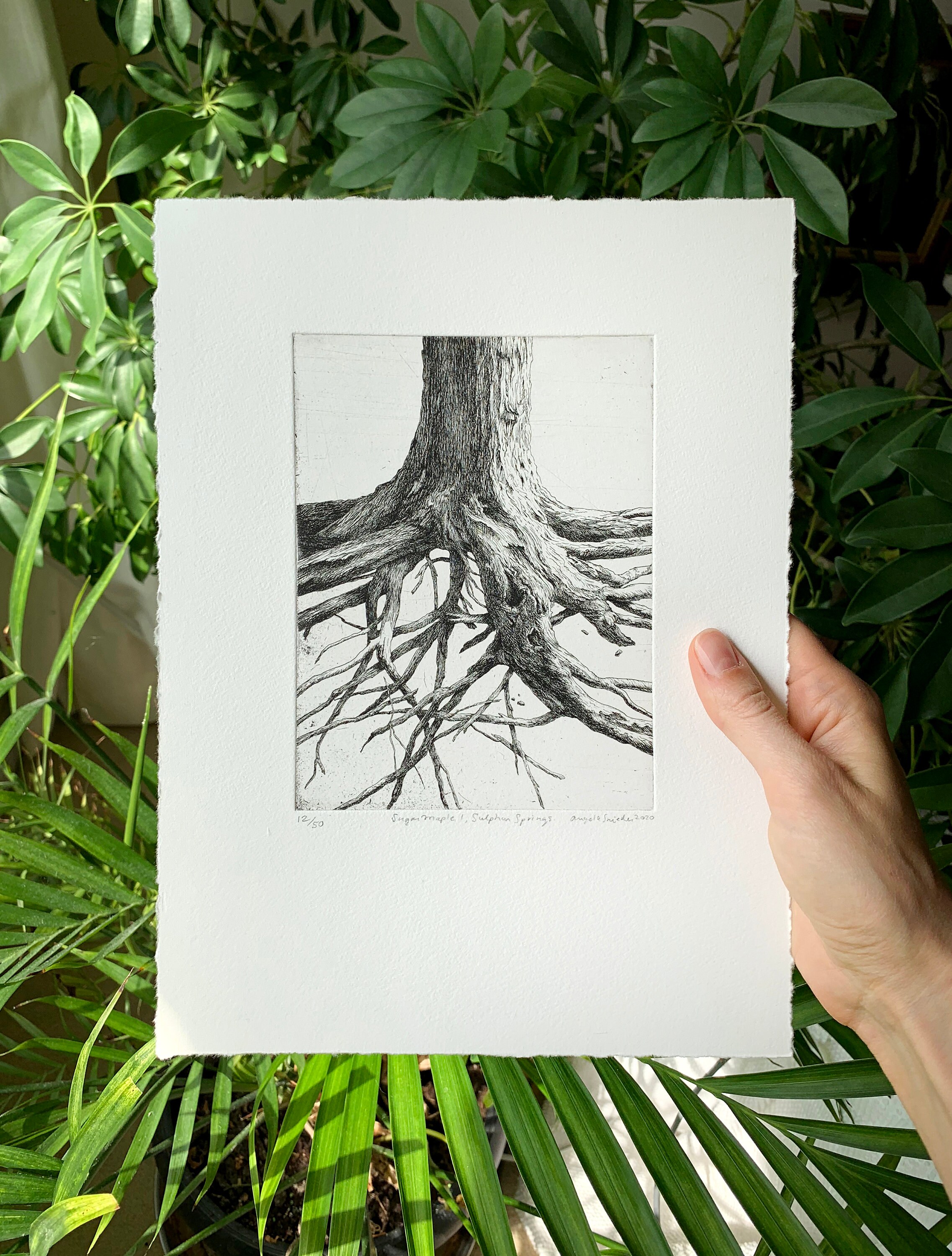 Sugar Maple 1, Original Hand-printed Etching - Etsy