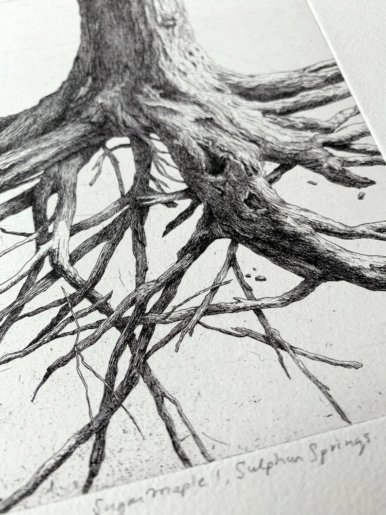 Sugar Maple 1, Original Hand-printed Etching - Etsy
