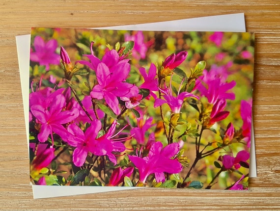 Pink Azalea Greeting Card Floral Photographic Birthday Card - Etsy