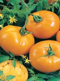 50 Organic Golden Boy Tomato Seeds. Ships Free - Etsy