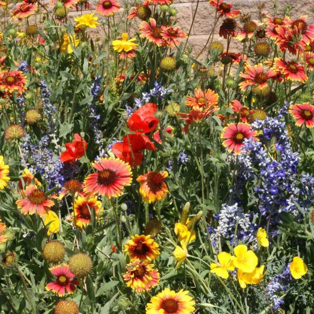 200 Dryland Drought Tolerant Wildflower Mix Seeds. Ships Free - Etsy