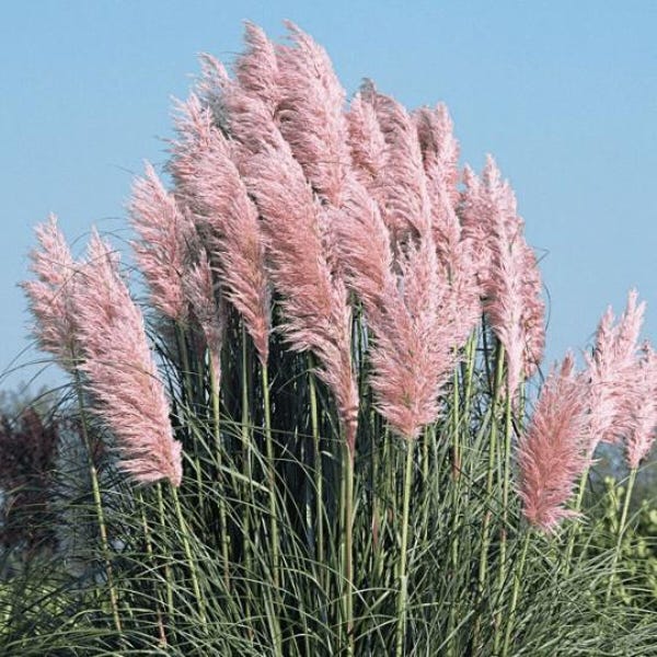 Pampass Grass Seeds Etsy