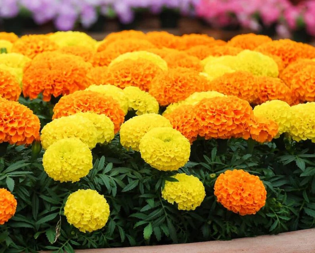 200 Inca Marigold Mix Seeds. Orange and Yellow. Ships Free - Etsy