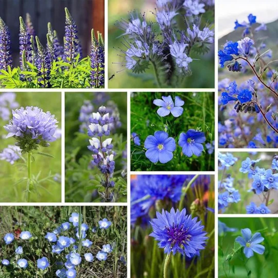 200 Blue Wildflower Seed Mix. - Etsy