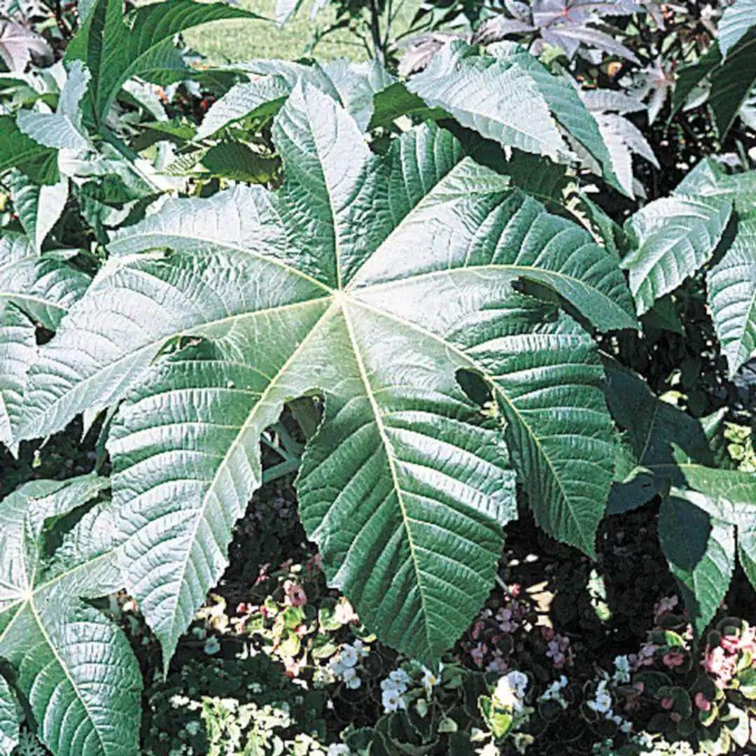 35 Giant Zanzibar Wonder Tree Castor Exotic Seeds. Ships Free - Etsy