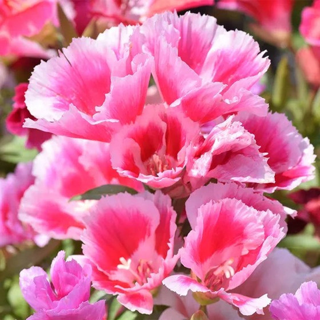 500 Godetia Seeds. Pink and White. Ships Free - Etsy