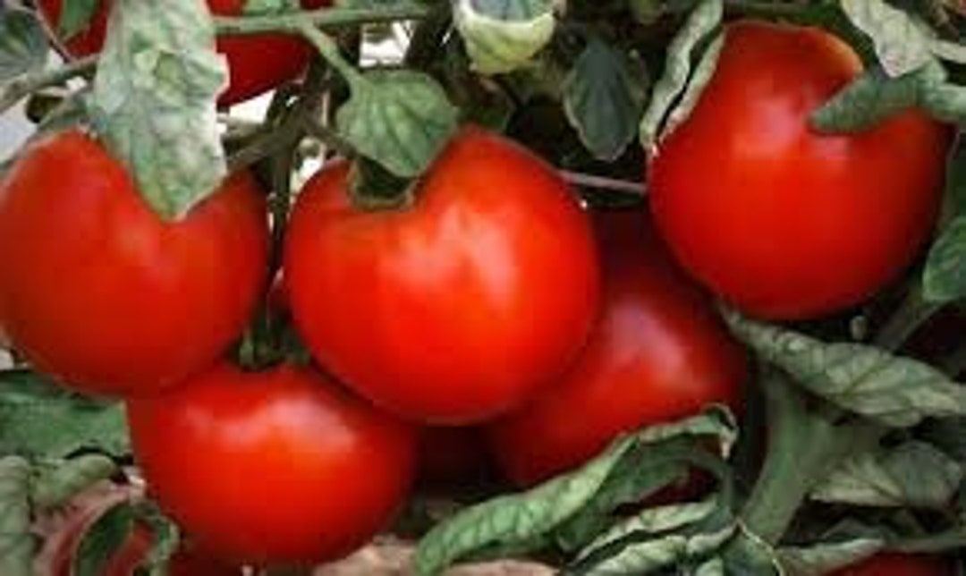 50 Red Deuce Tomato Seeds. Organic. Ships Free - Etsy