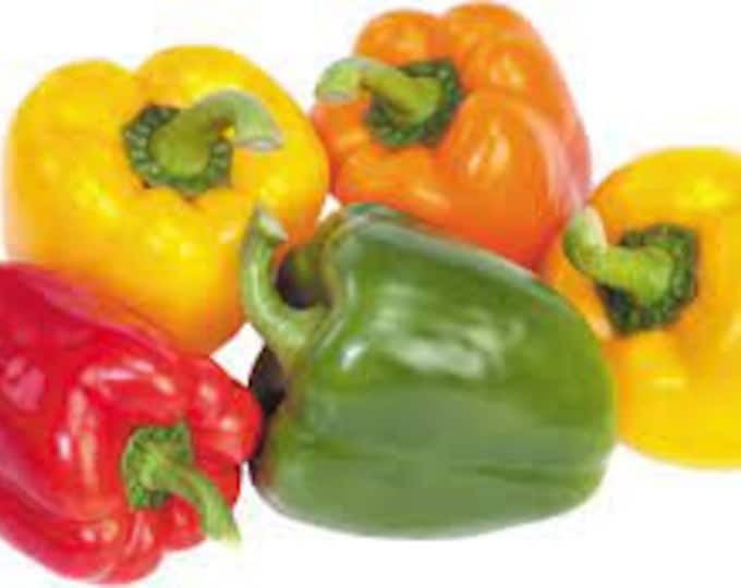 Grand Bell Mix Pepper Seeds - Etsy