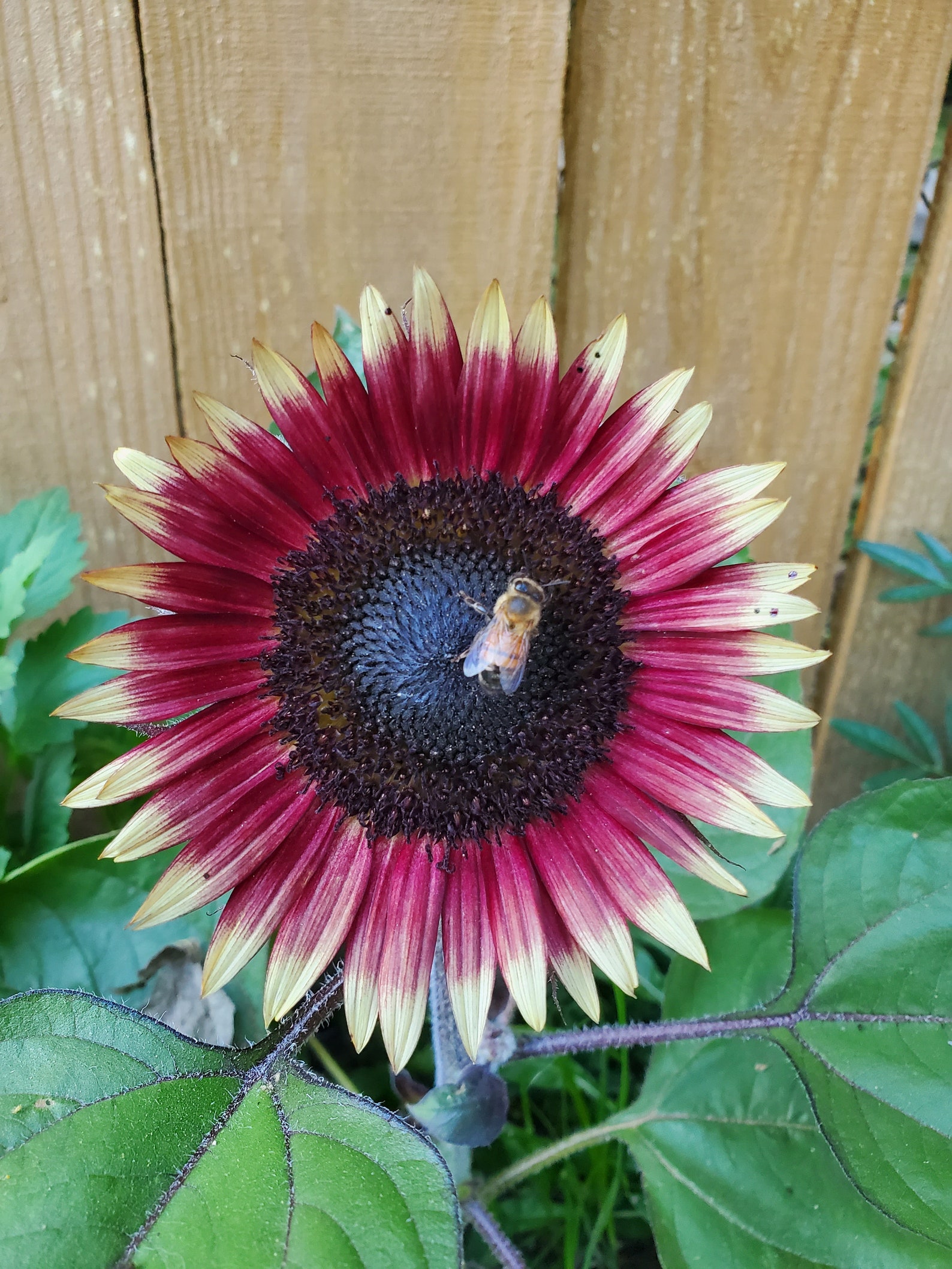 10 Ms. Mars Pink Dwarf Sunflower Seeds. Ships Free - Etsy