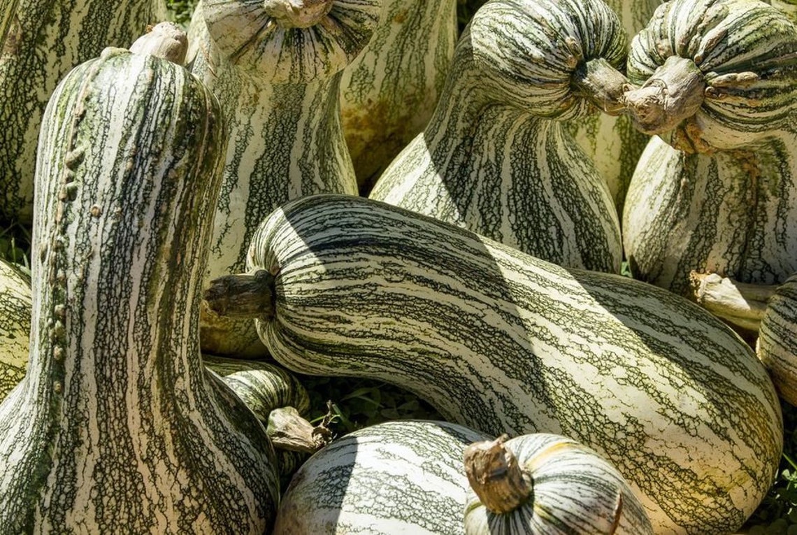 10 Cushaw Green Striped Squash Seeds. - Etsy