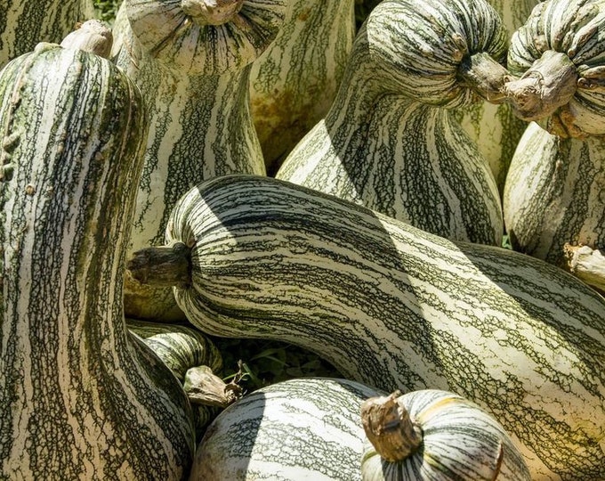 10 Cushaw Green Striped Squash Seeds. - Etsy