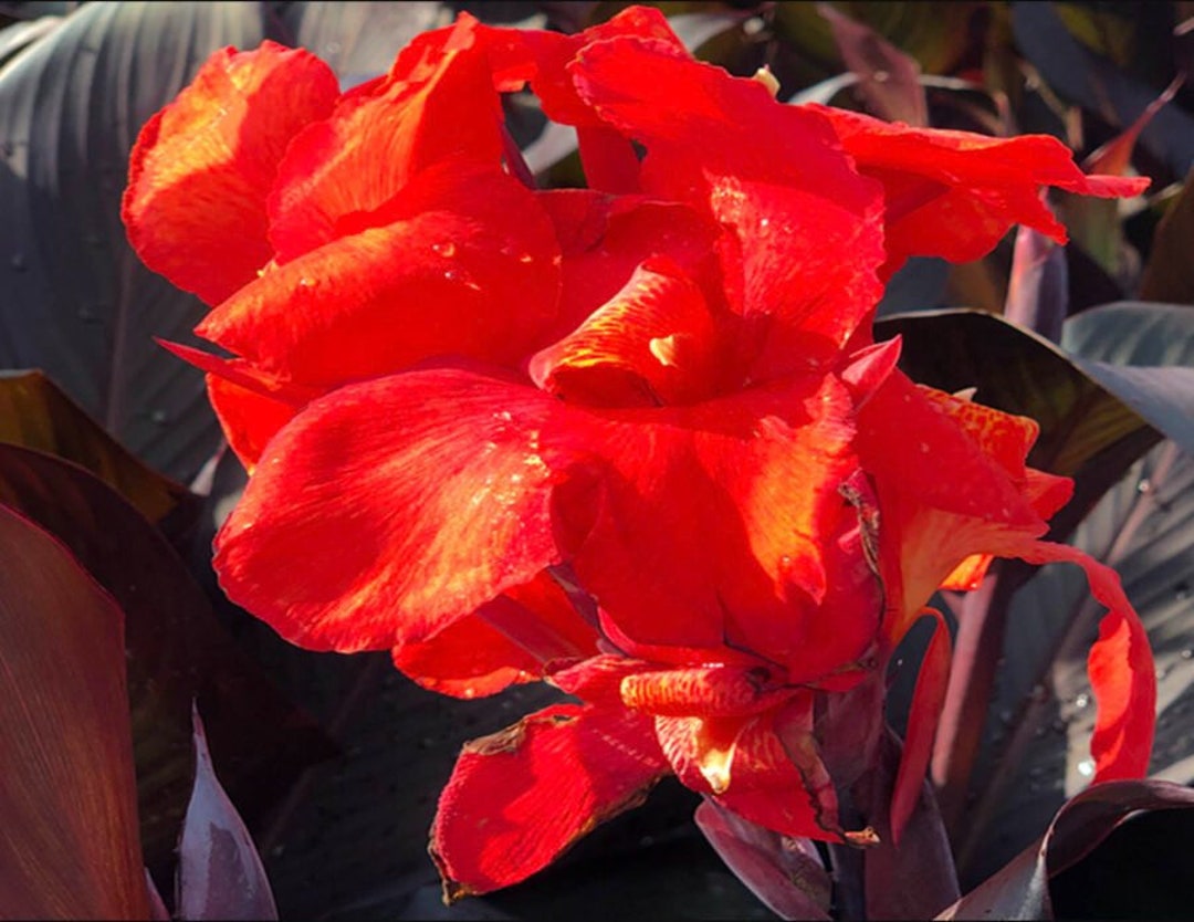 50 Red Velvet Canna Lily Seeds. Perennial. Organic. - Etsy