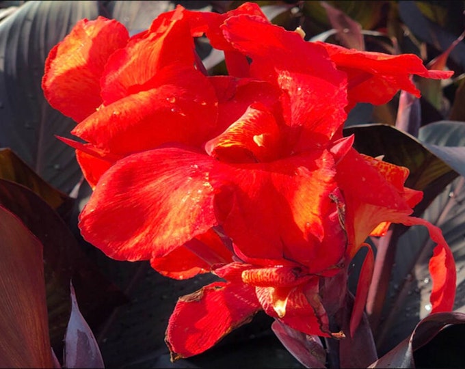 50 Red Velvet Canna Lily Seeds. Perennial. Organic. - Etsy