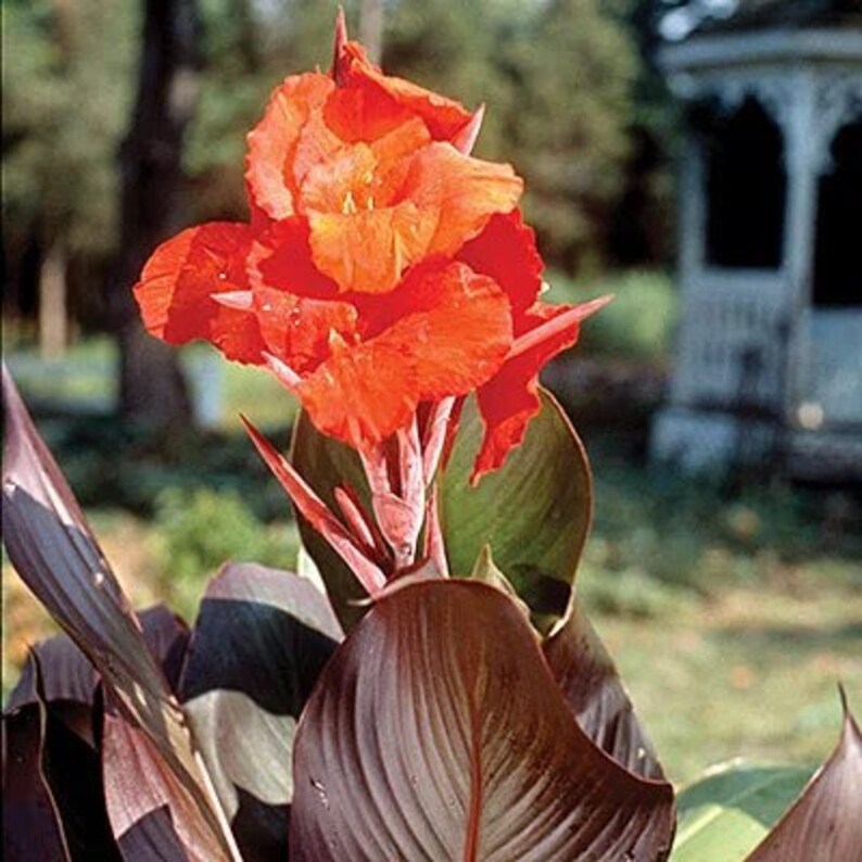 50 Tropicana Black Canna Lily Seeds. Perennial. Organic. - Etsy