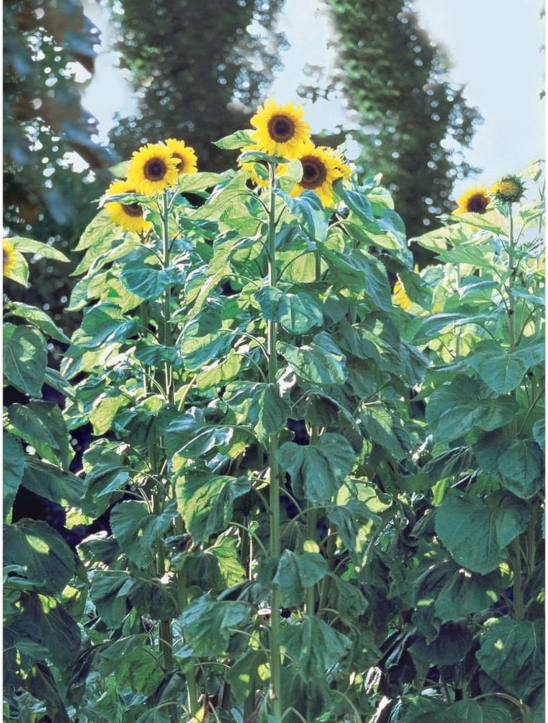 20 American Giant Sunflower Seeds. Ships Free - Etsy