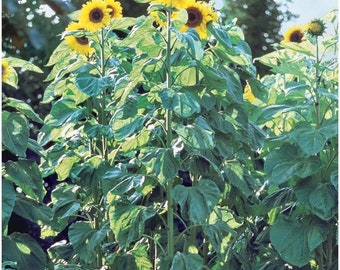 20 American Giant Sunflower Seeds - Etsy