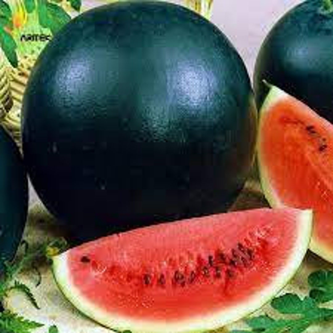 50 Black Diamond Watermelon Seeds. Ships Free - Etsy