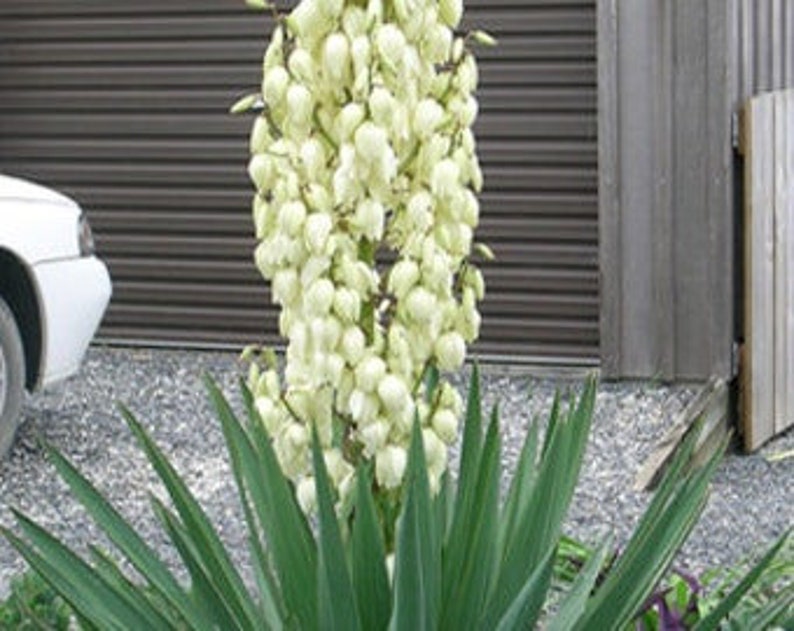 100 Adam's Needle Yucca Seeds. - Etsy