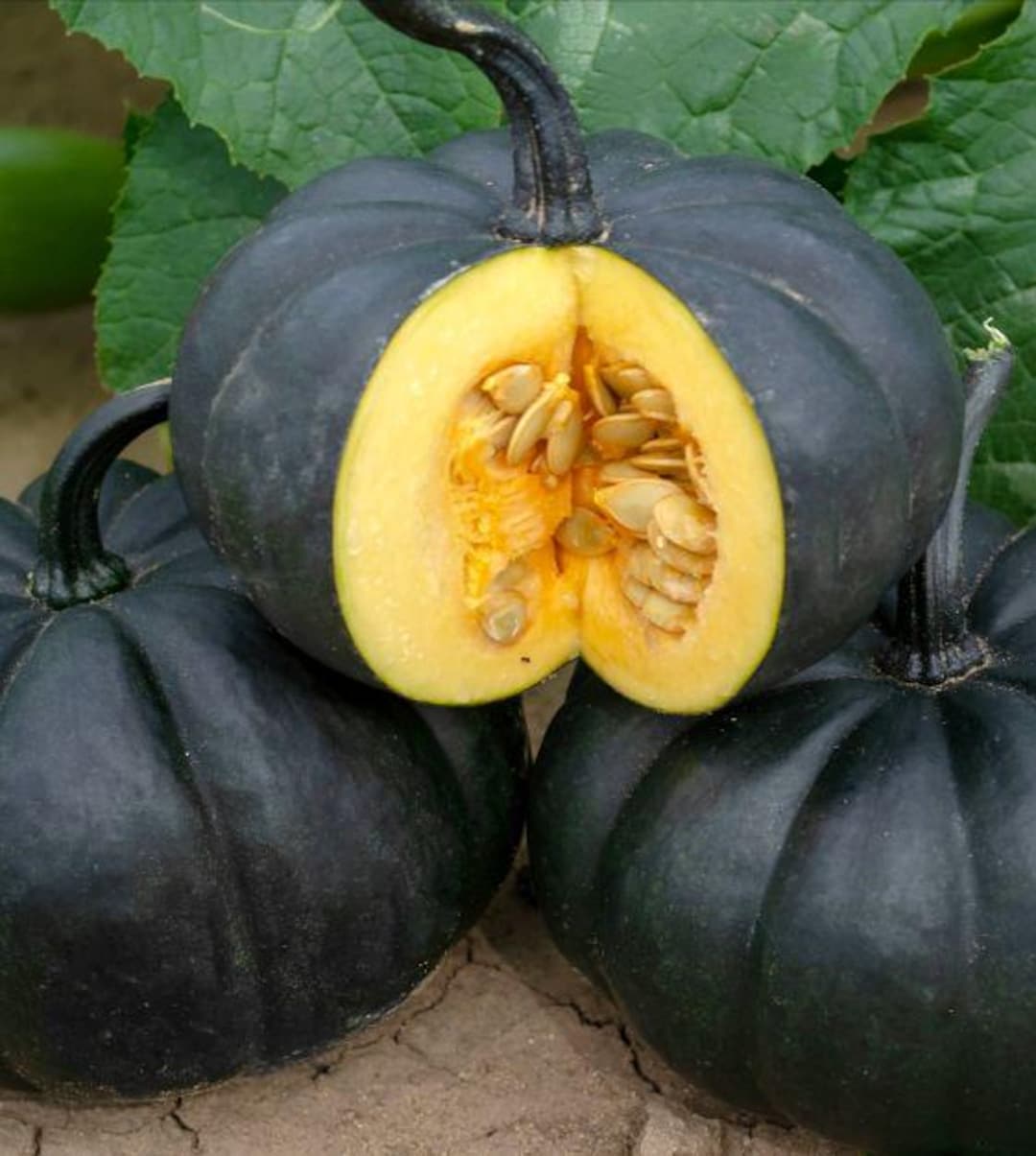 10 Black Kat Pumpkin Seeds. Ships Free - Etsy