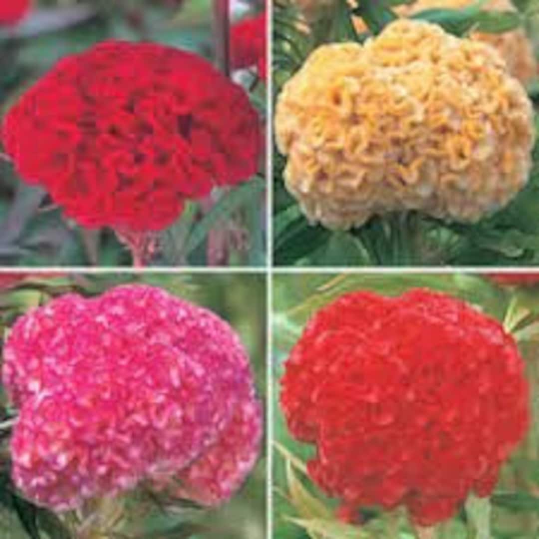 200 Chief Mix Celosia Cristata. Cockscomb Seeds. Ships Free - Etsy
