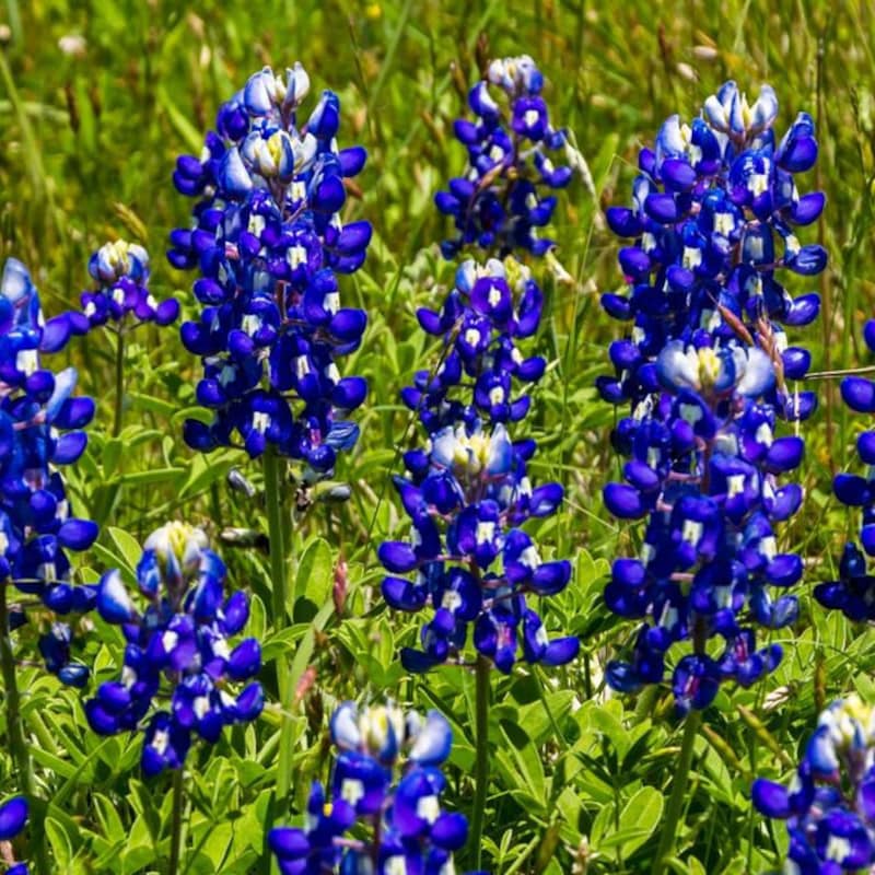 Texas Yard Plants - Etsy