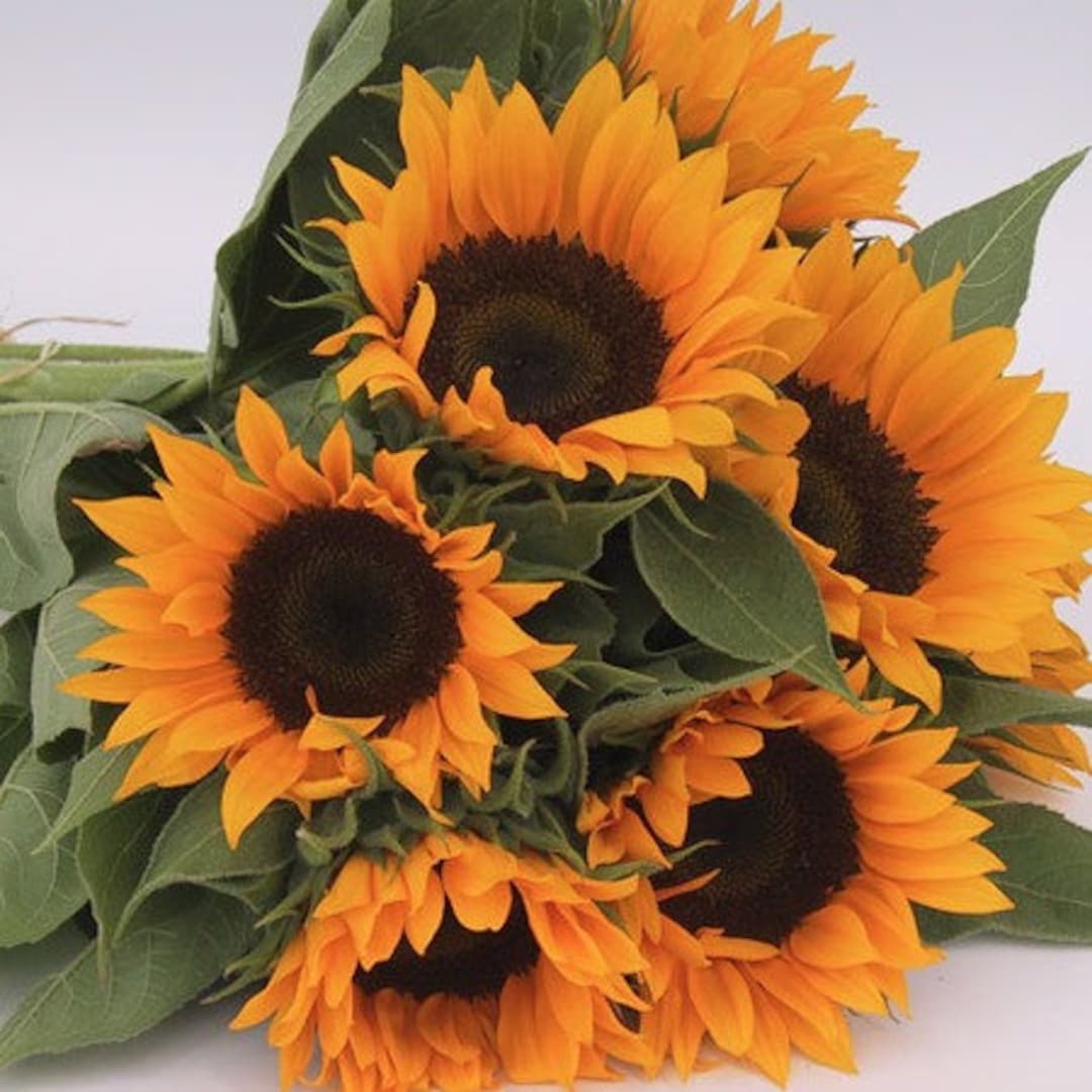 20 Zohar Sunflower Seeds. Ships Free - Etsy