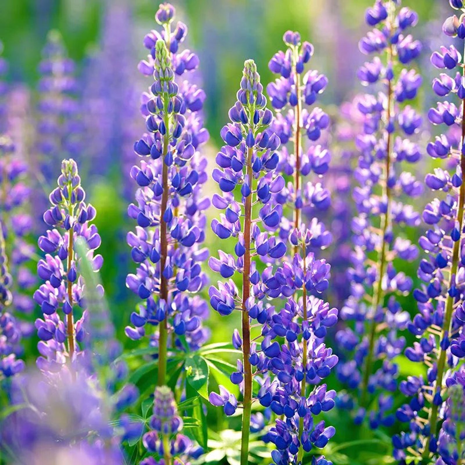 60 Russell Purple Lupine Perennial Seeds. Ships Free - Etsy
