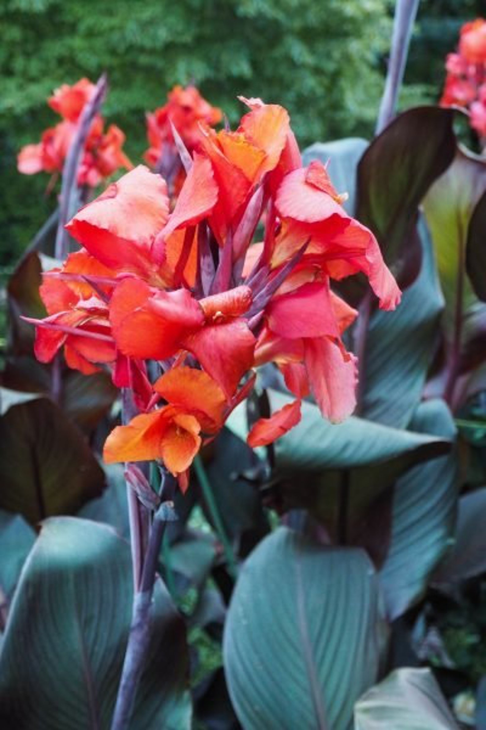 50 Tropicana Black Canna Lily Seeds. Perennial. Organic. - Etsy