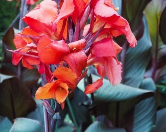 50 Tropicana Black Canna Lily Seeds. Perennial. Organic. - Etsy