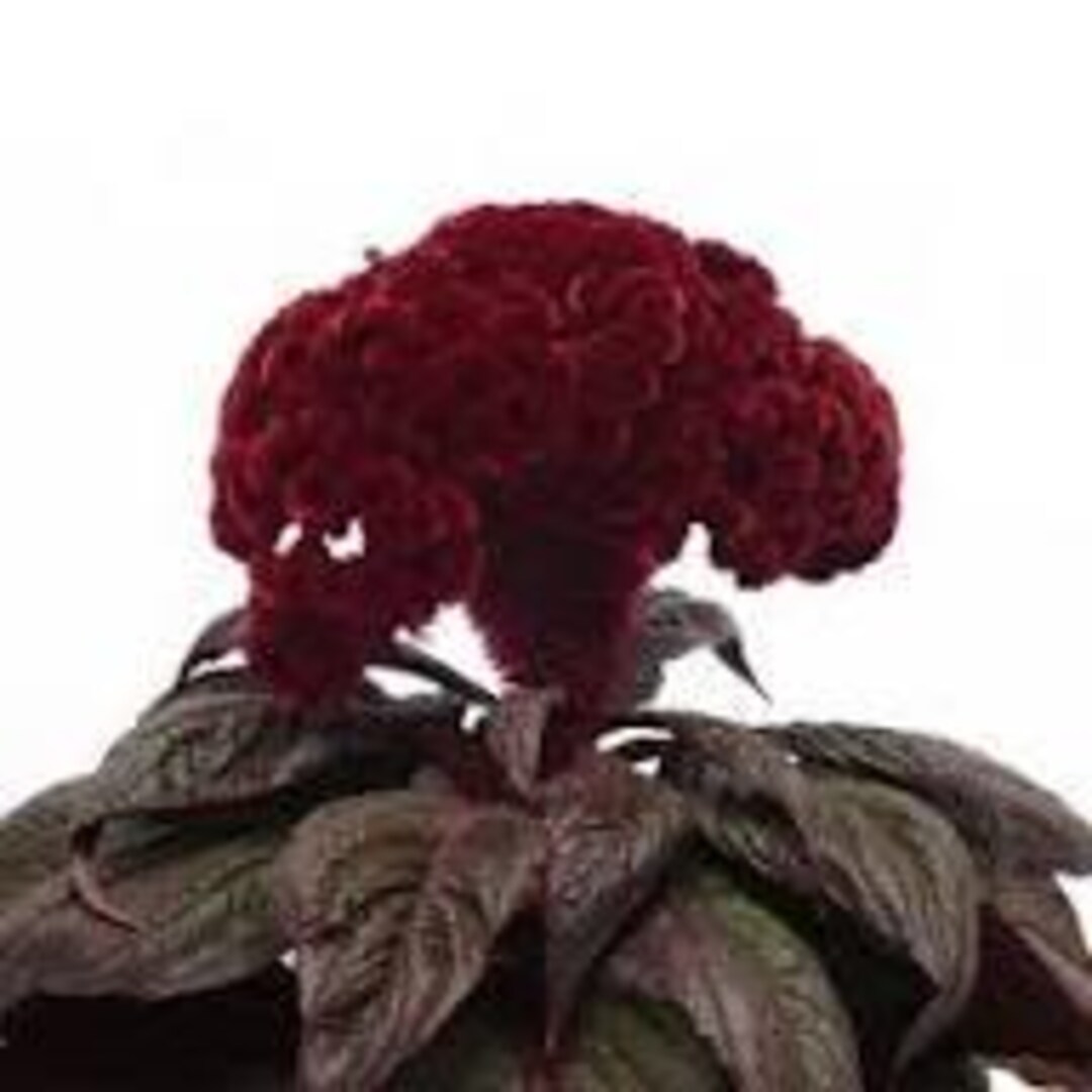 100 Red Raven Dwarf Celosia Seeds. Ships Free. - Etsy