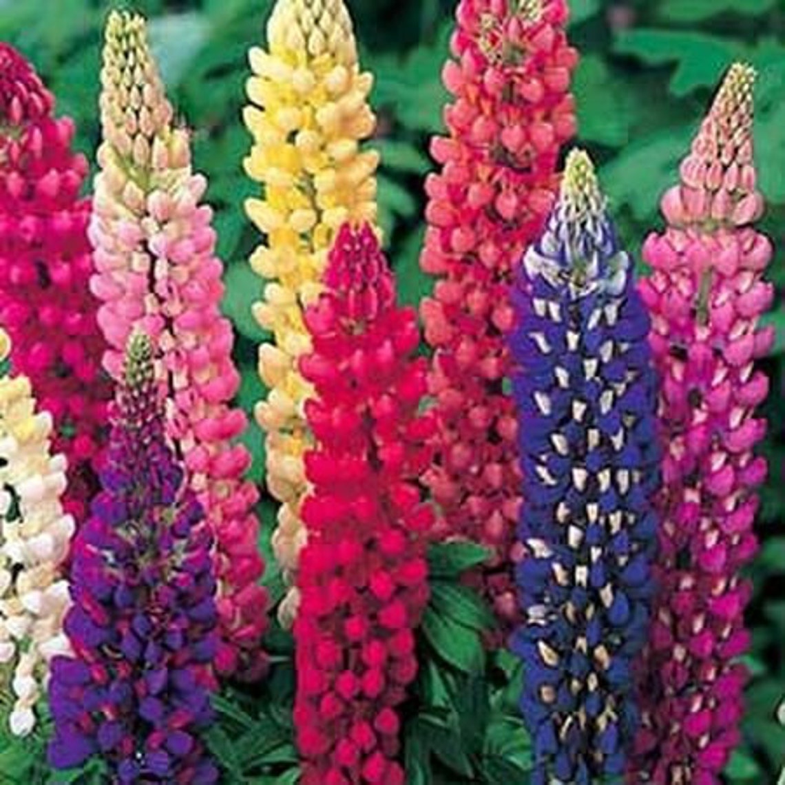 60 Russell Lupine Perennial Mix Seeds. Ships Free - Etsy