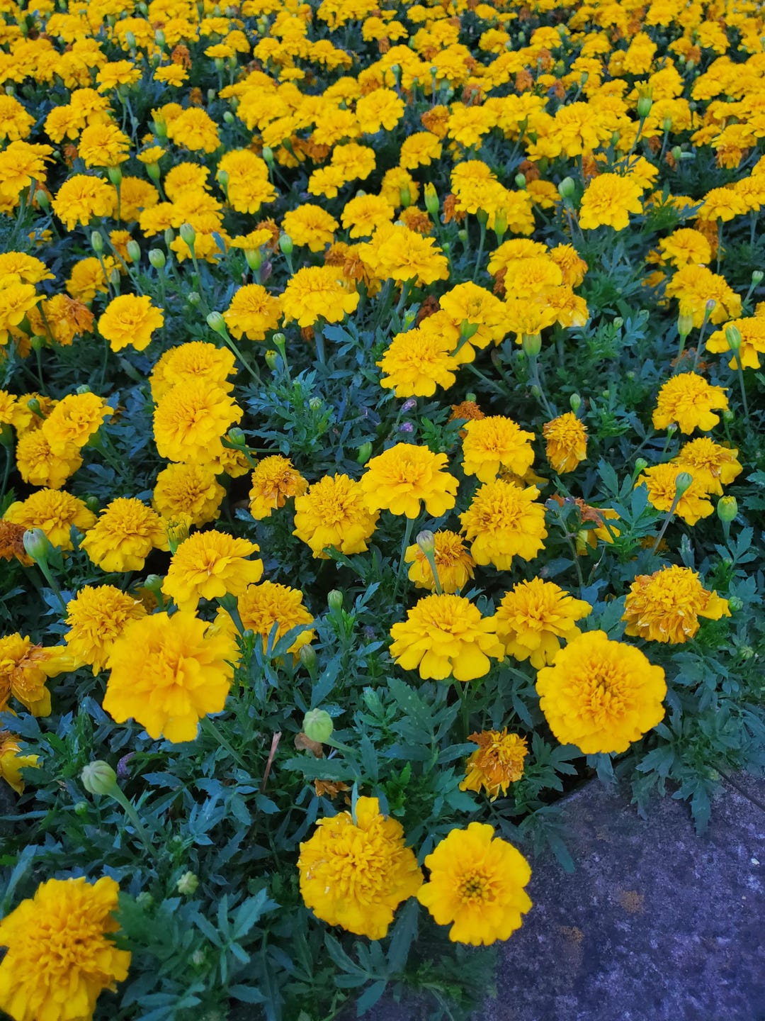 100 Gypsy Sunshine & Gypsy Sunrise Dwarf Marigold Seed Mix. Ships Free ...