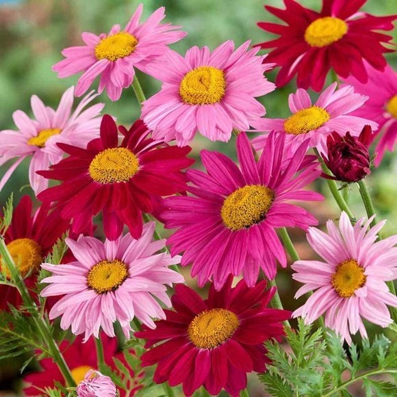200 Painted Daisy Seeds. Perennial. - Etsy